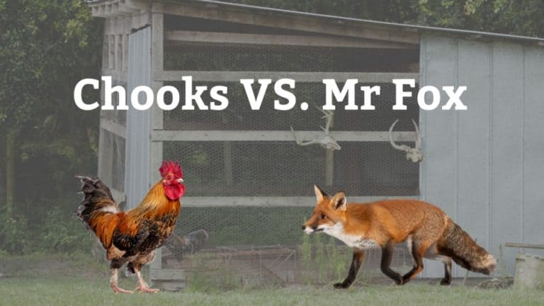 Protecting Chickens from Foxes: A Definitive Guide - Poultry Pete