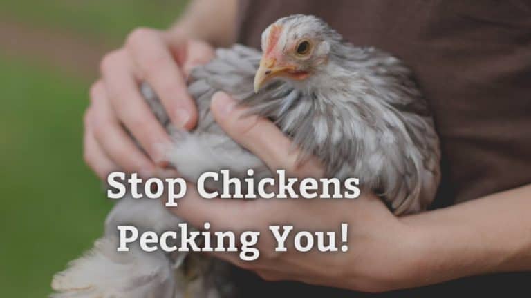 5 Proven Methods to Stop Chickens Pecking You | Poultry Pete